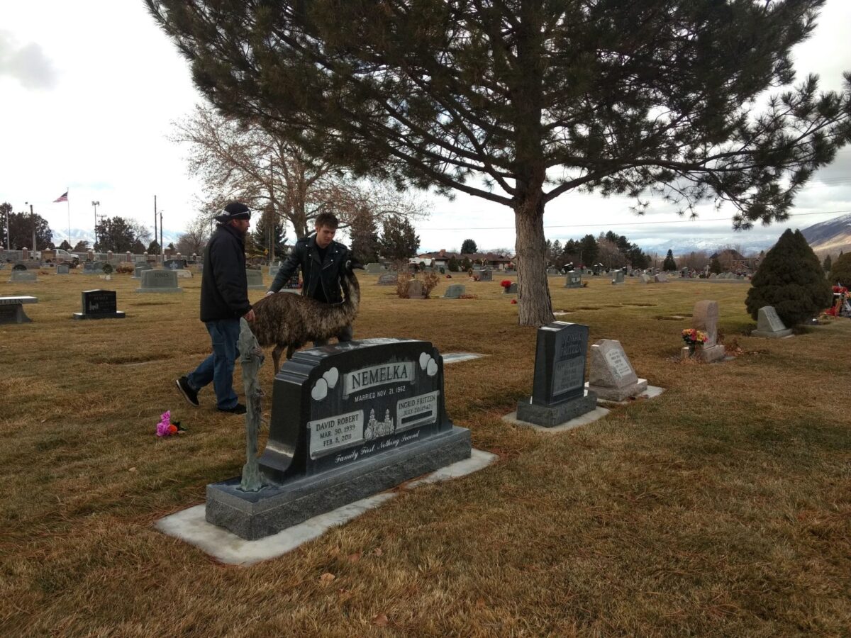 Emu wanders into Springville cemetery where fallen officer buried ...